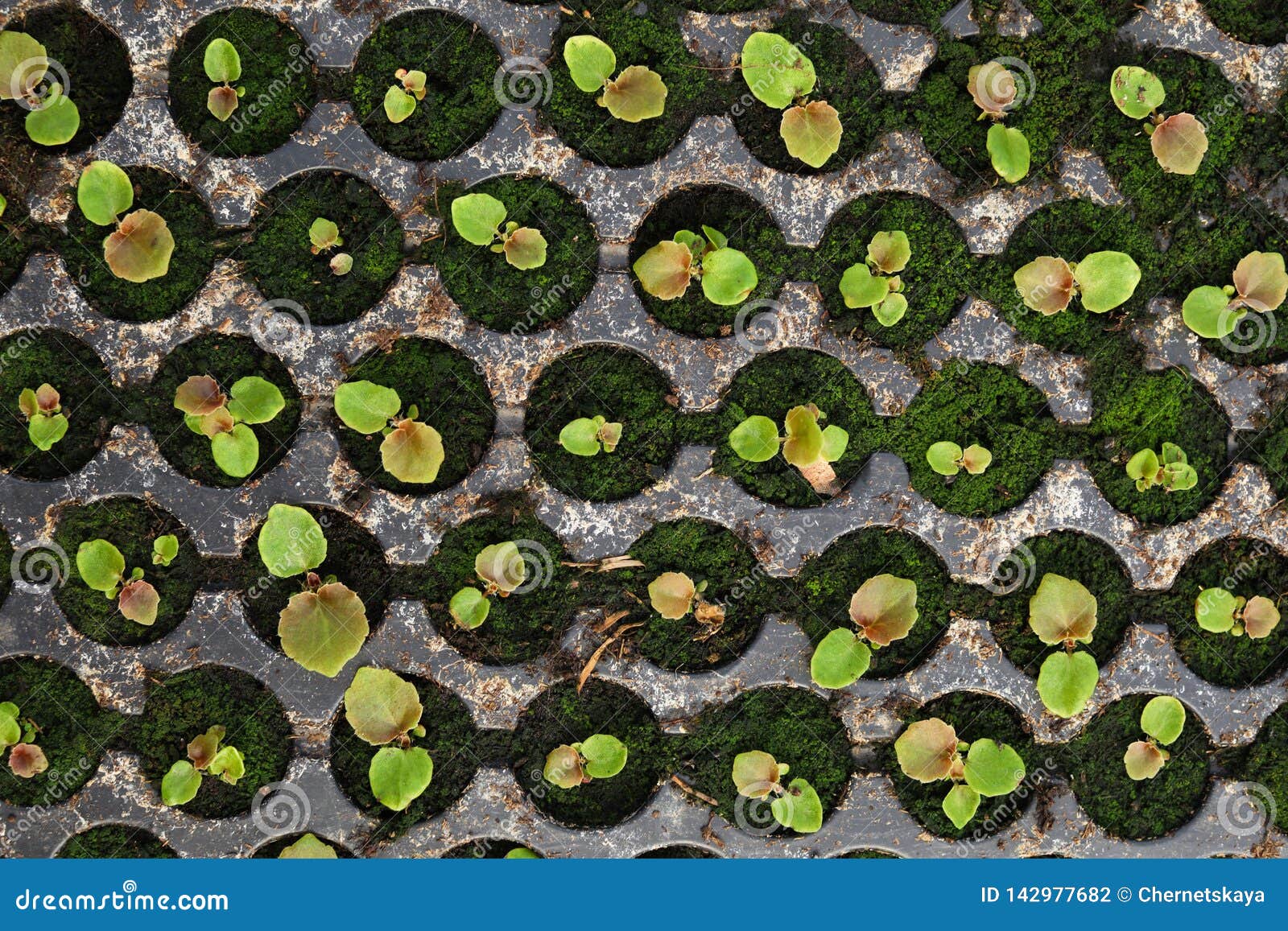 Many Seedlings Growing in Cultivation Tray Stock Photo - Image of ...
