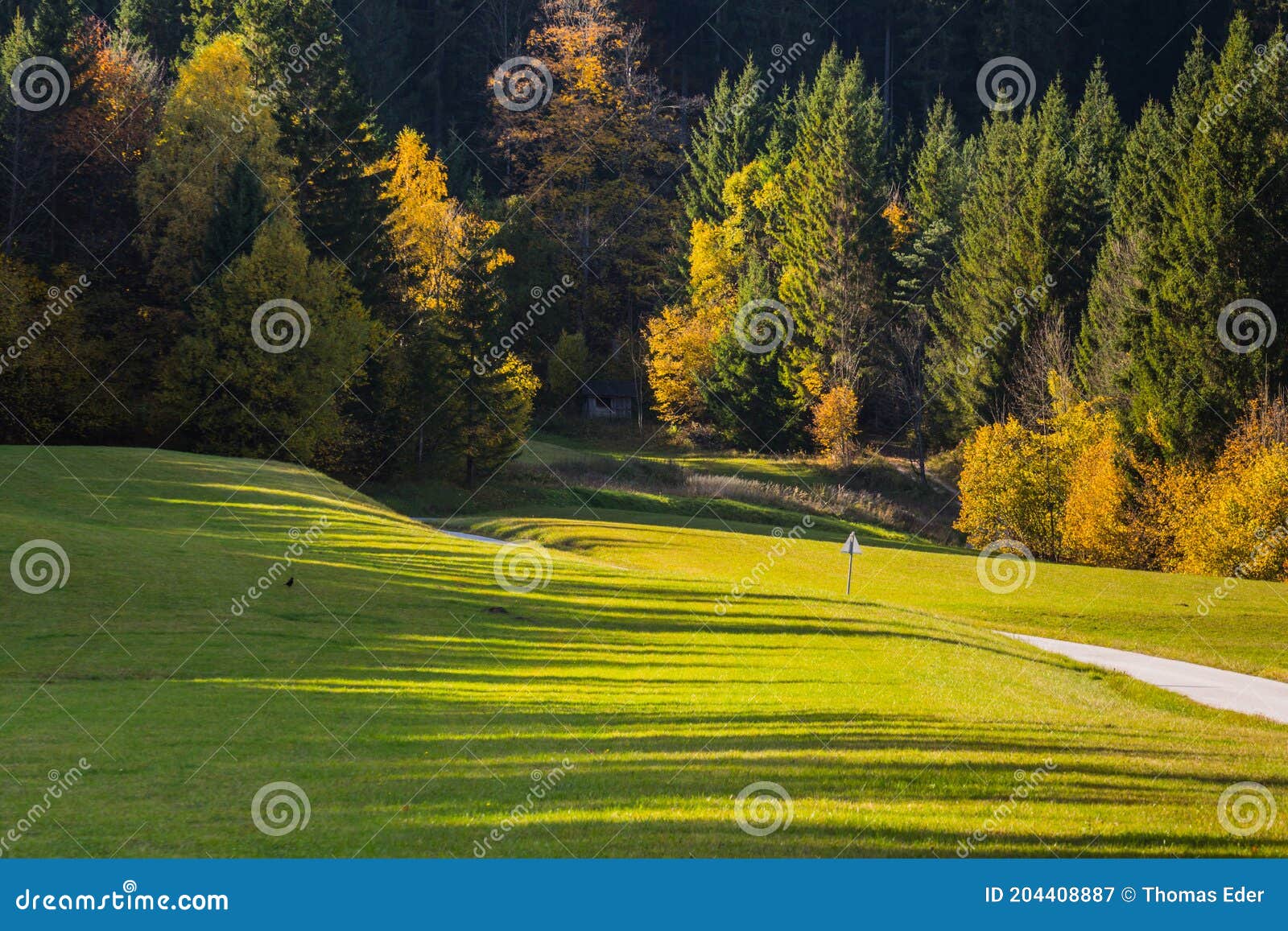 Many Shadows from the Trees on Green Hilly Meadow Stock Image - Image ...