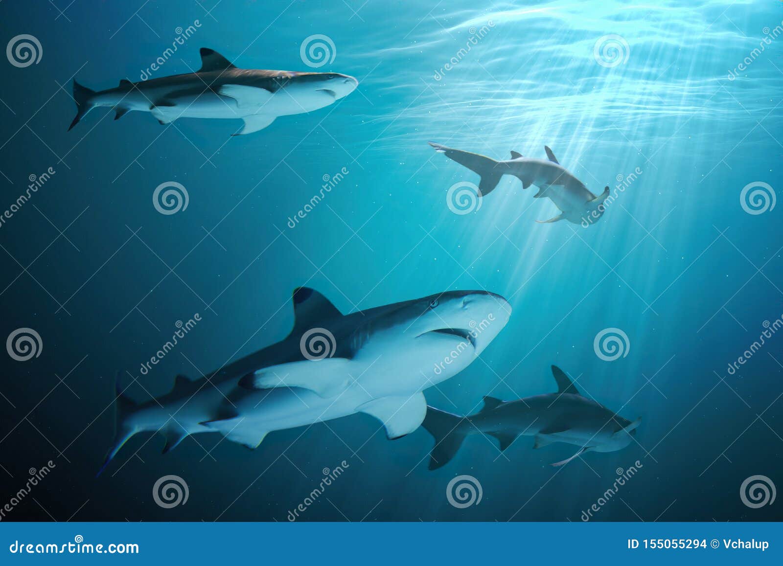 Many Sharks are Swimming Underwater in Ocean. Stock Photo - Image of ...