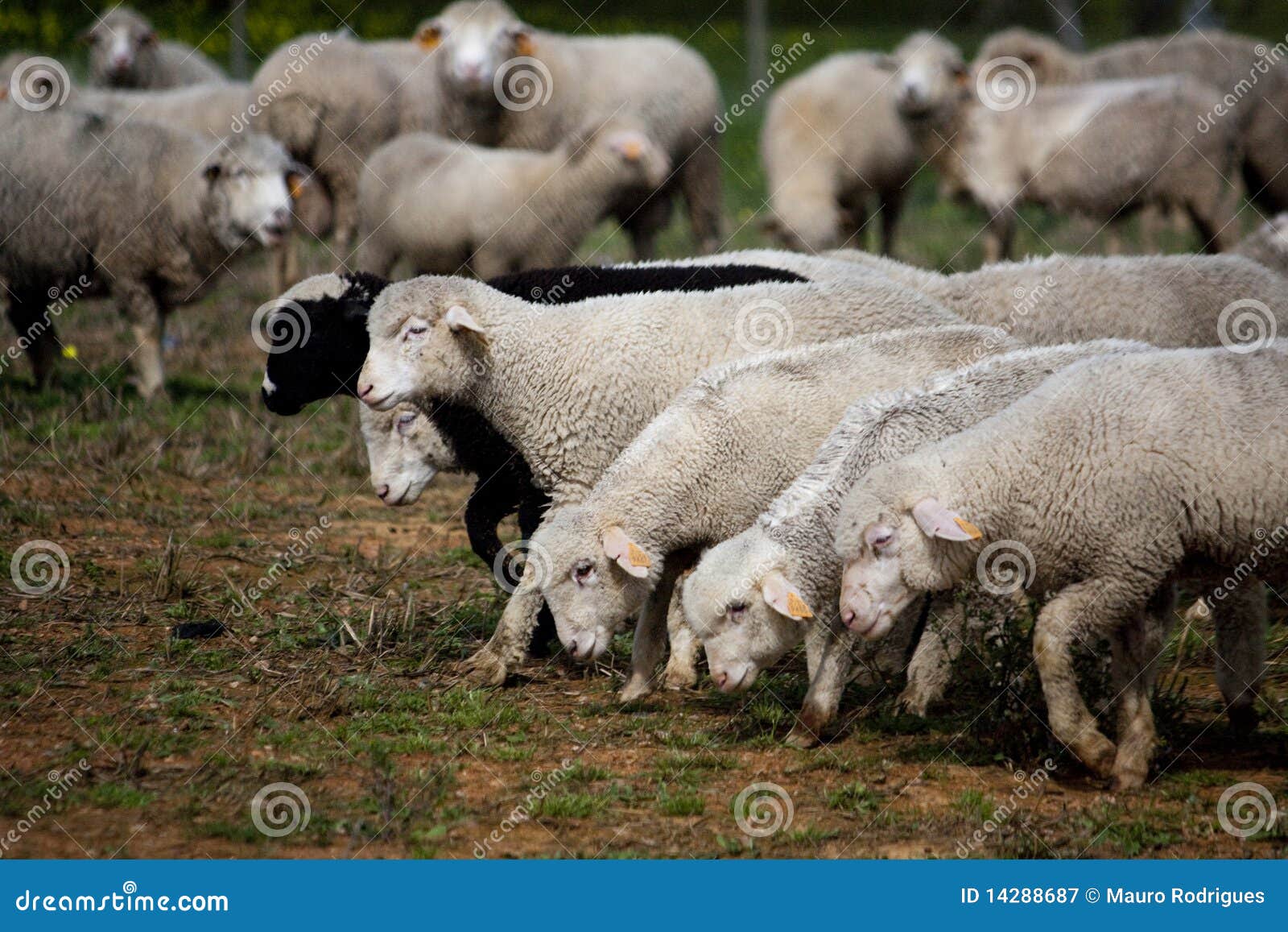 Many sheep stock image. Image of eating, farmland, tagged - 14288687