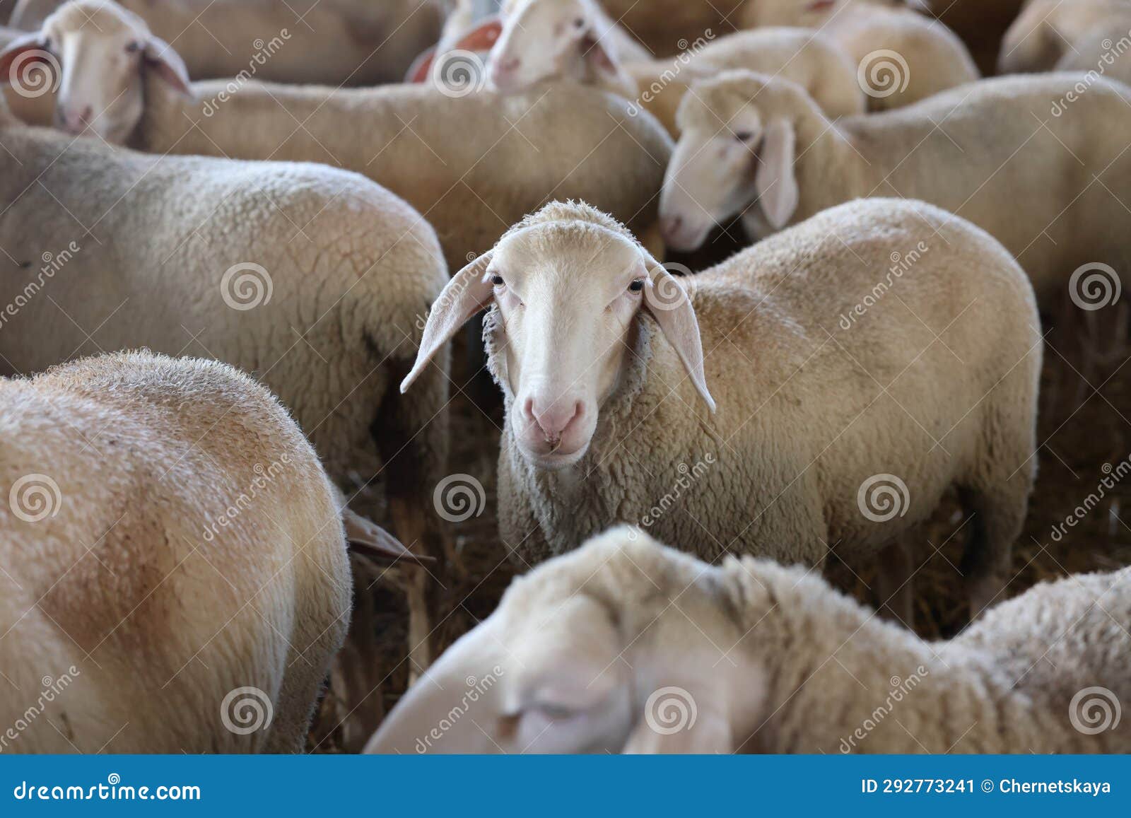 Many Sheep in Barn on Farm. Cute Animals Stock Image - Image of ...