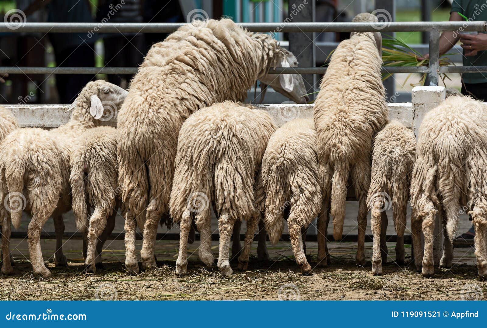 Many sheep in the farm. stock image. Image of farming - 119091521
