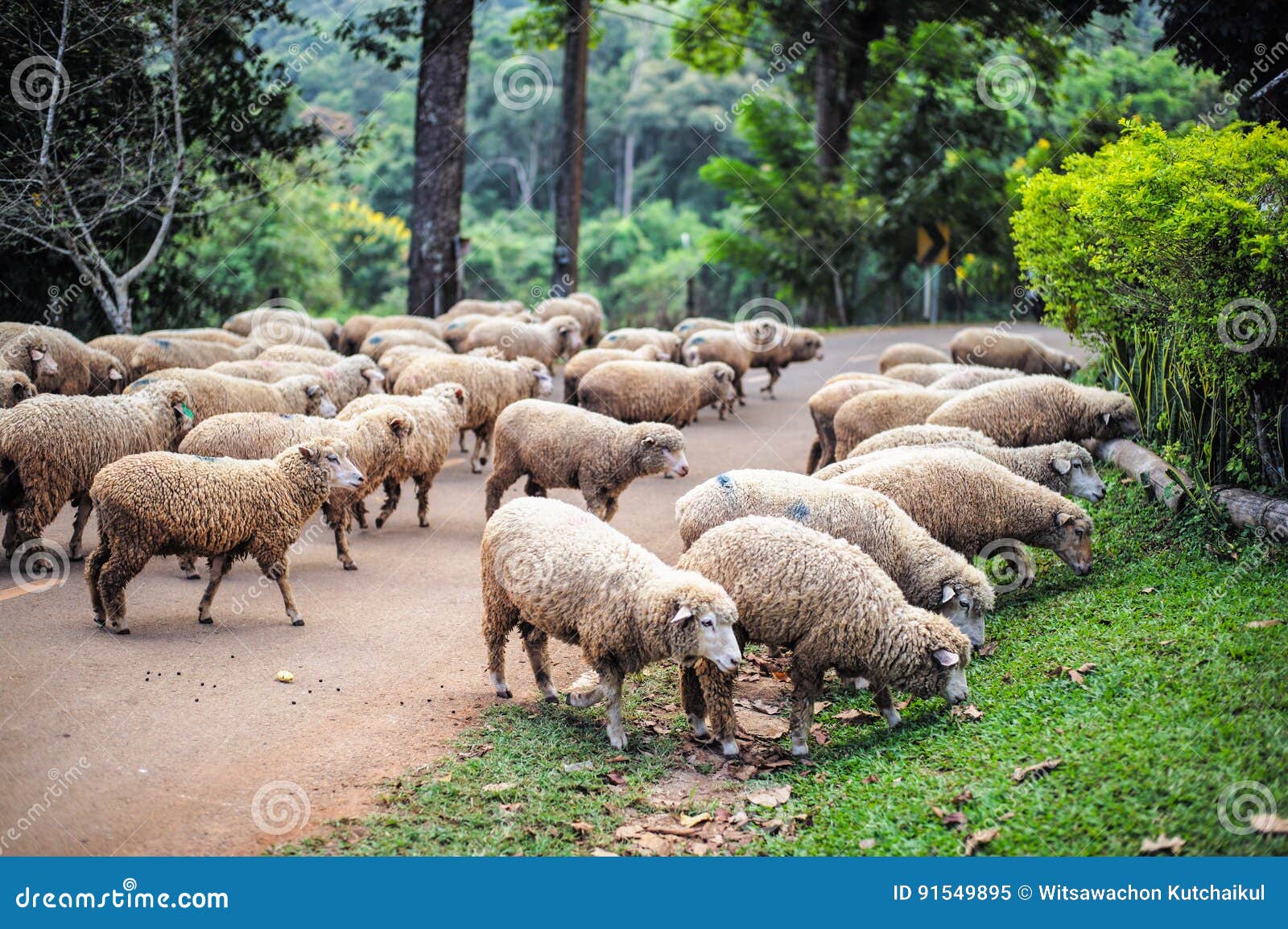 Many Sheep are Feeding Grass Stock Image - Image of livestock, outdoors ...
