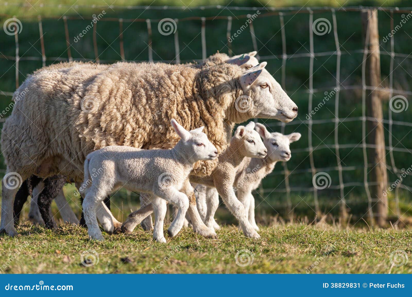 Many Sheep stock image. Image of offspring, grass, nature - 38829831