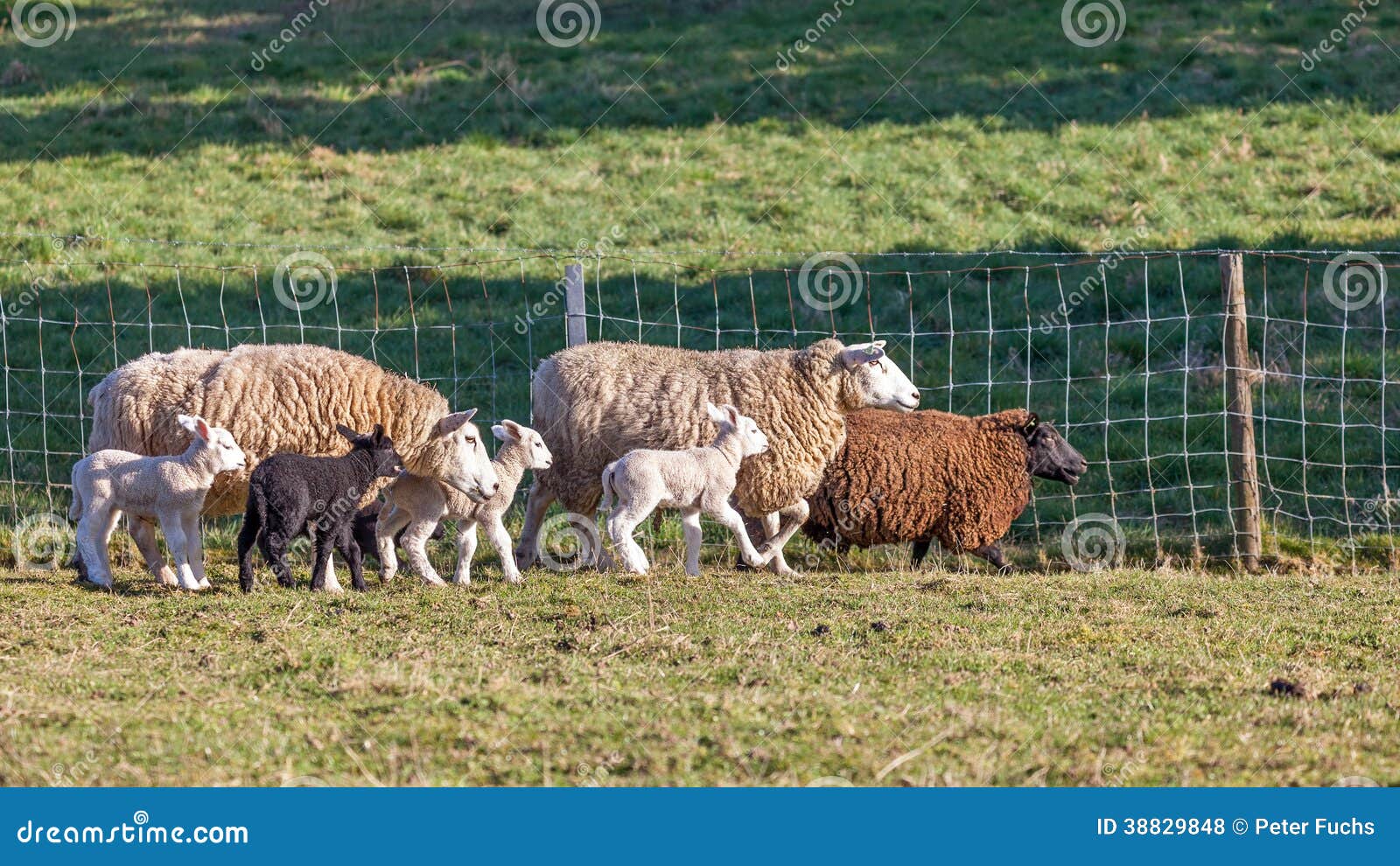 Many Sheep stock photo. Image of animals, offspring, color - 38829848