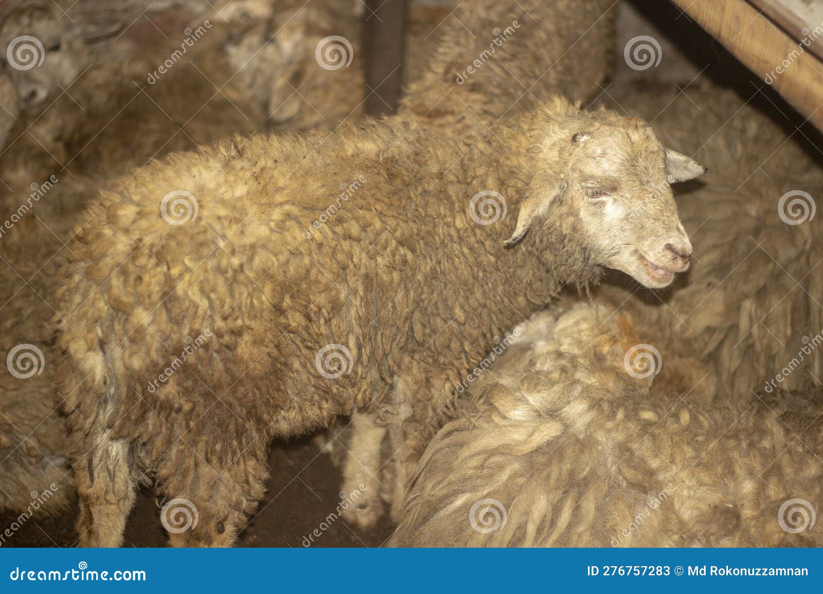 Many Sheep Live in Together Stock Image - Image of landscape, natural ...
