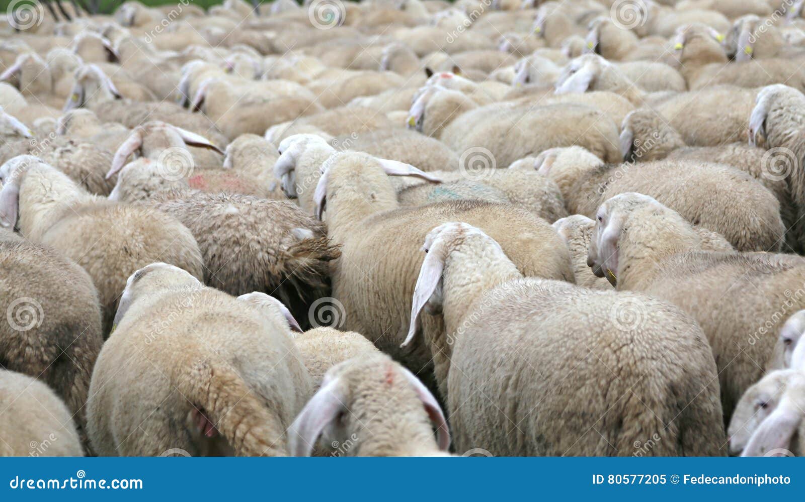 Many Sheep with Long Fur Coat in the Flock Stock Image - Image of herd ...