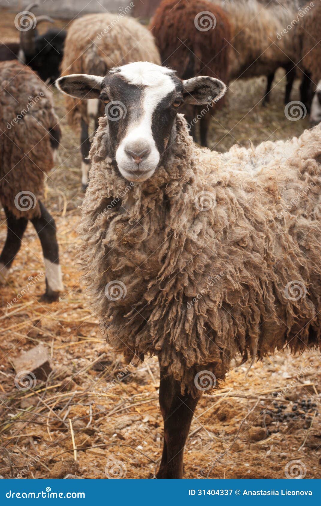 Many Sheep stock image. Image of herd, animal, field - 31404337
