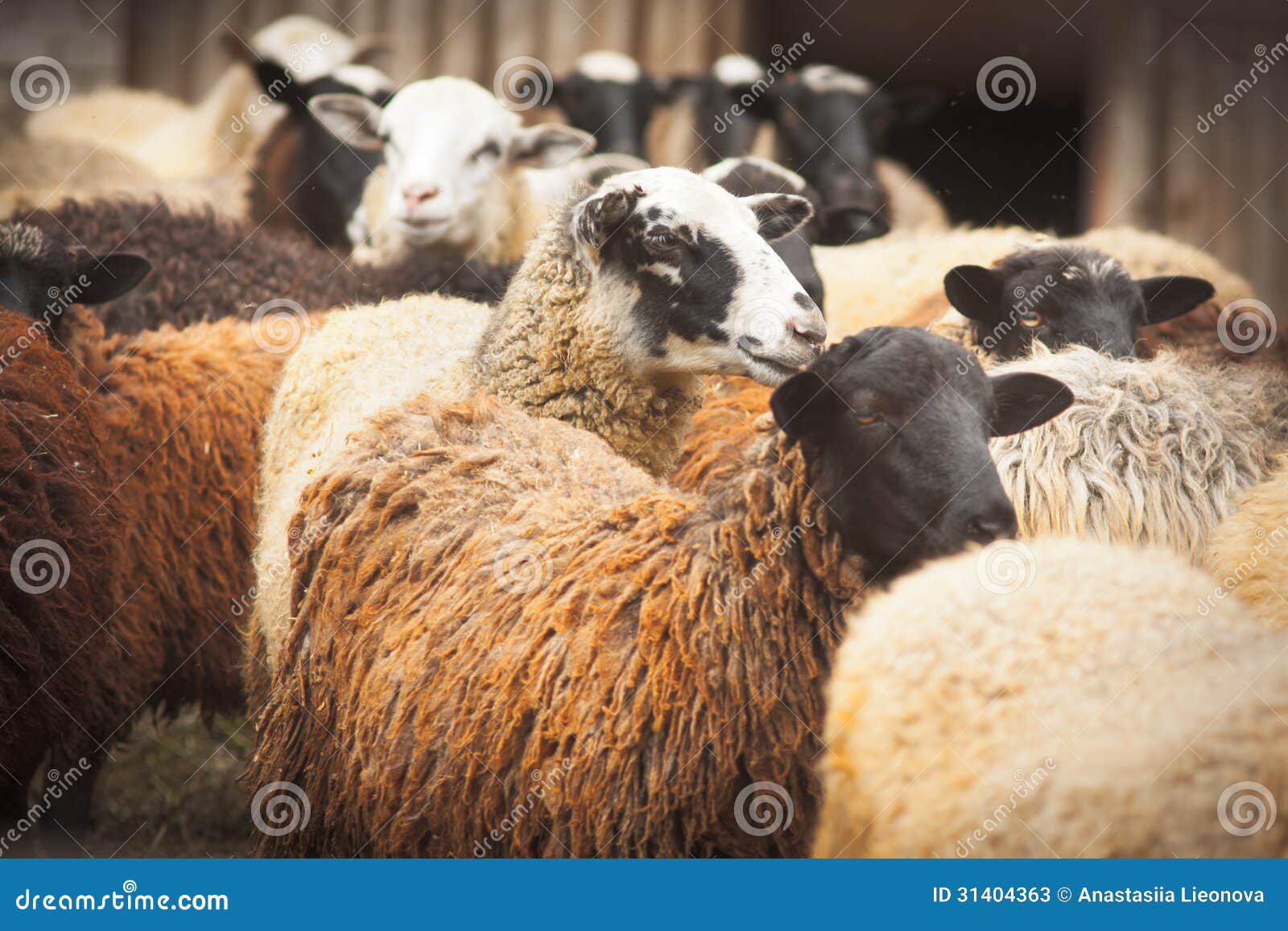 Many Sheep stock image. Image of face, fleece, countryside - 31404363
