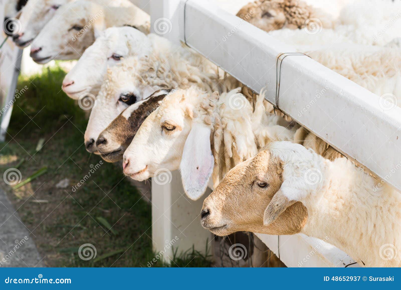 Many Sheep are Waiting for Feeding Stock Image - Image of black, nature ...