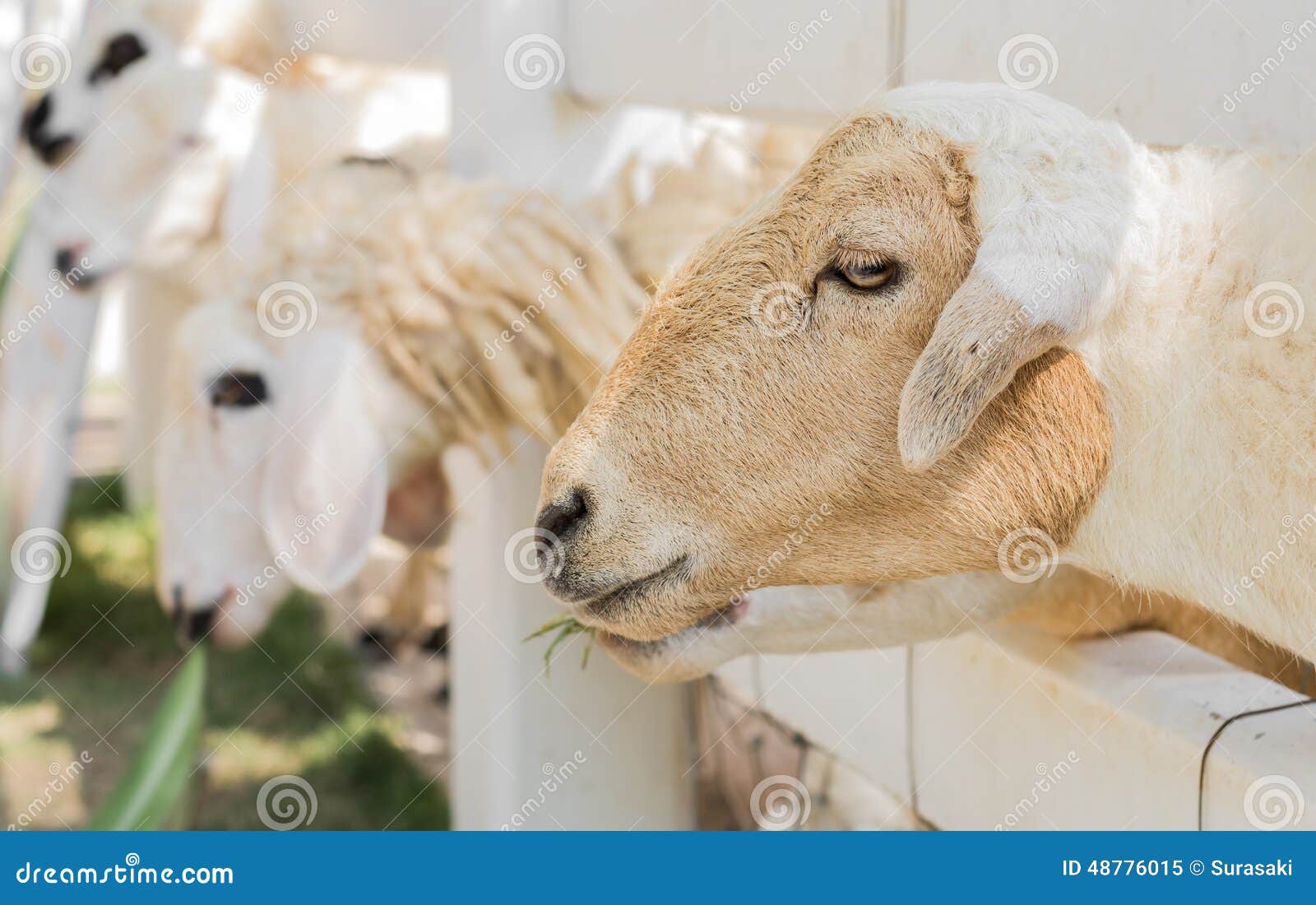 Many Sheep are Waiting for Feeding Stock Image - Image of sunlight ...