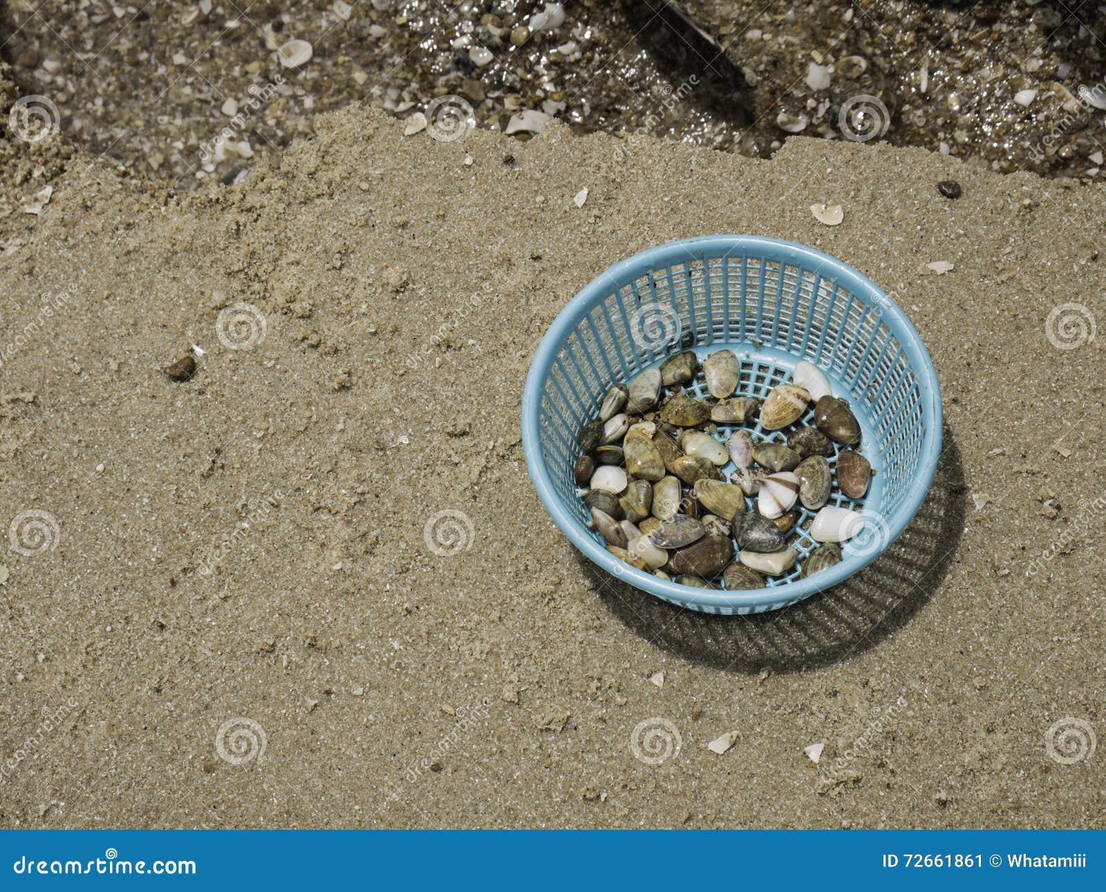 Many shell in basket stock image. Image of white, shore - 72661861
