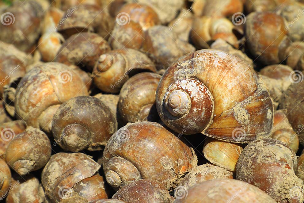 Many shell carcass stock image. Image of nature, group - 22494063