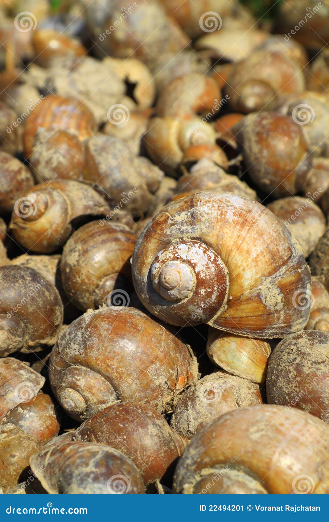 Many shell carcass stock image. Image of brown, circle - 22494201