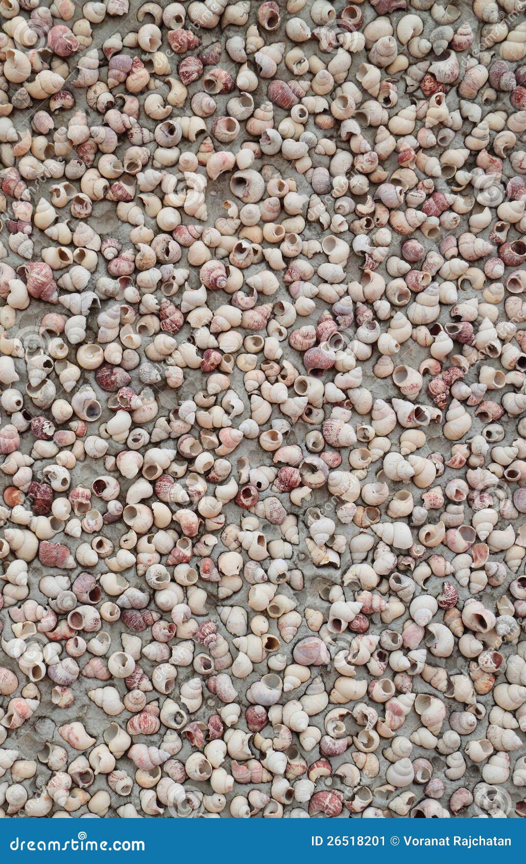 Many Shell Carcass on the Wall Stock Image - Image of detail ...