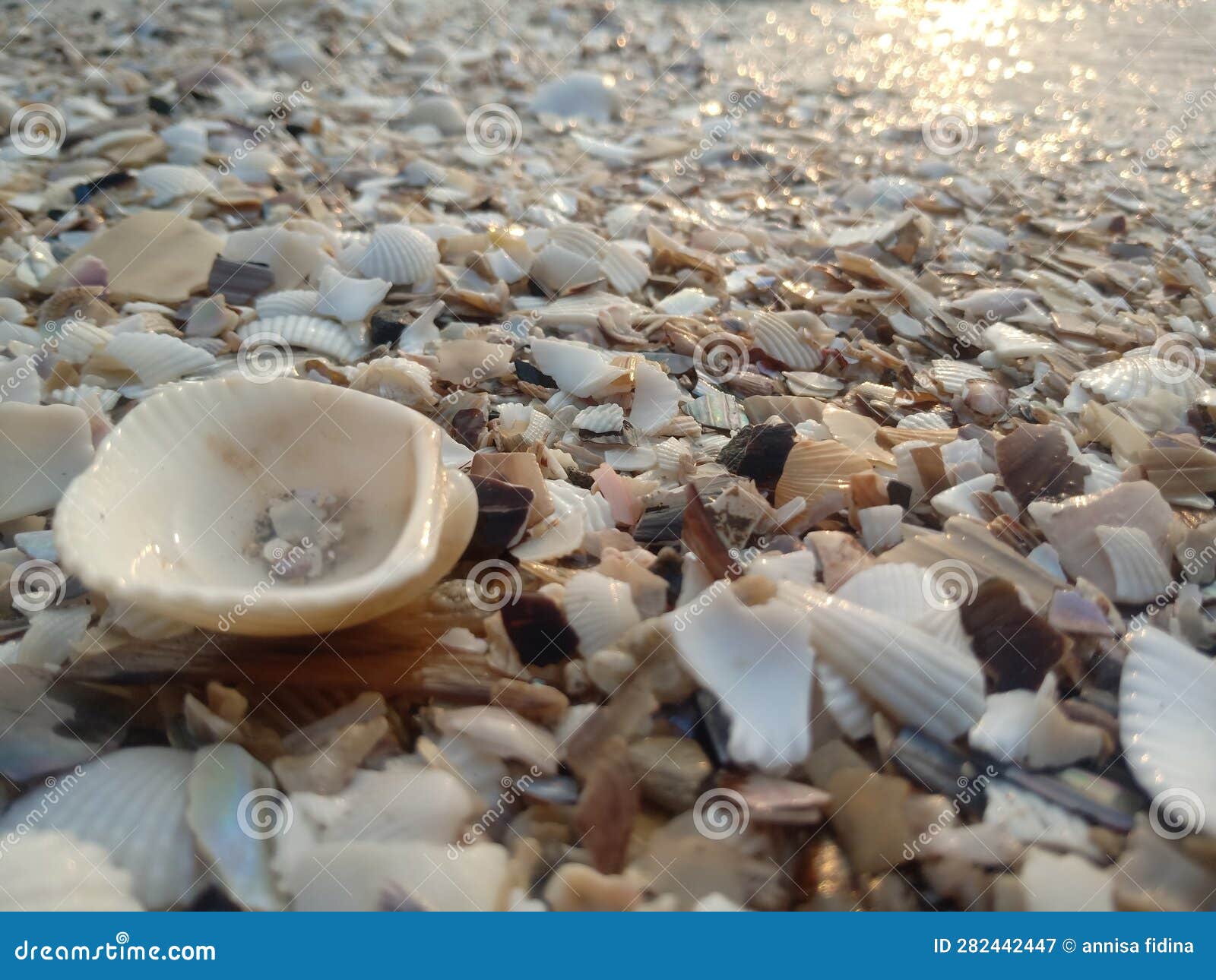 Many Shell Houses on the Beach Stock Image - Image of shell, white ...