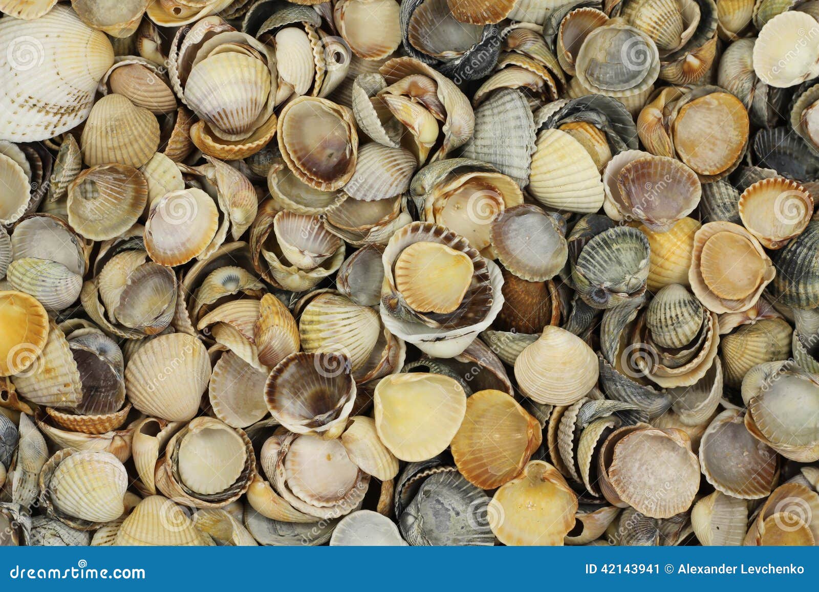 Many Shell Seashells Background Stock Image - Image of calcium ...