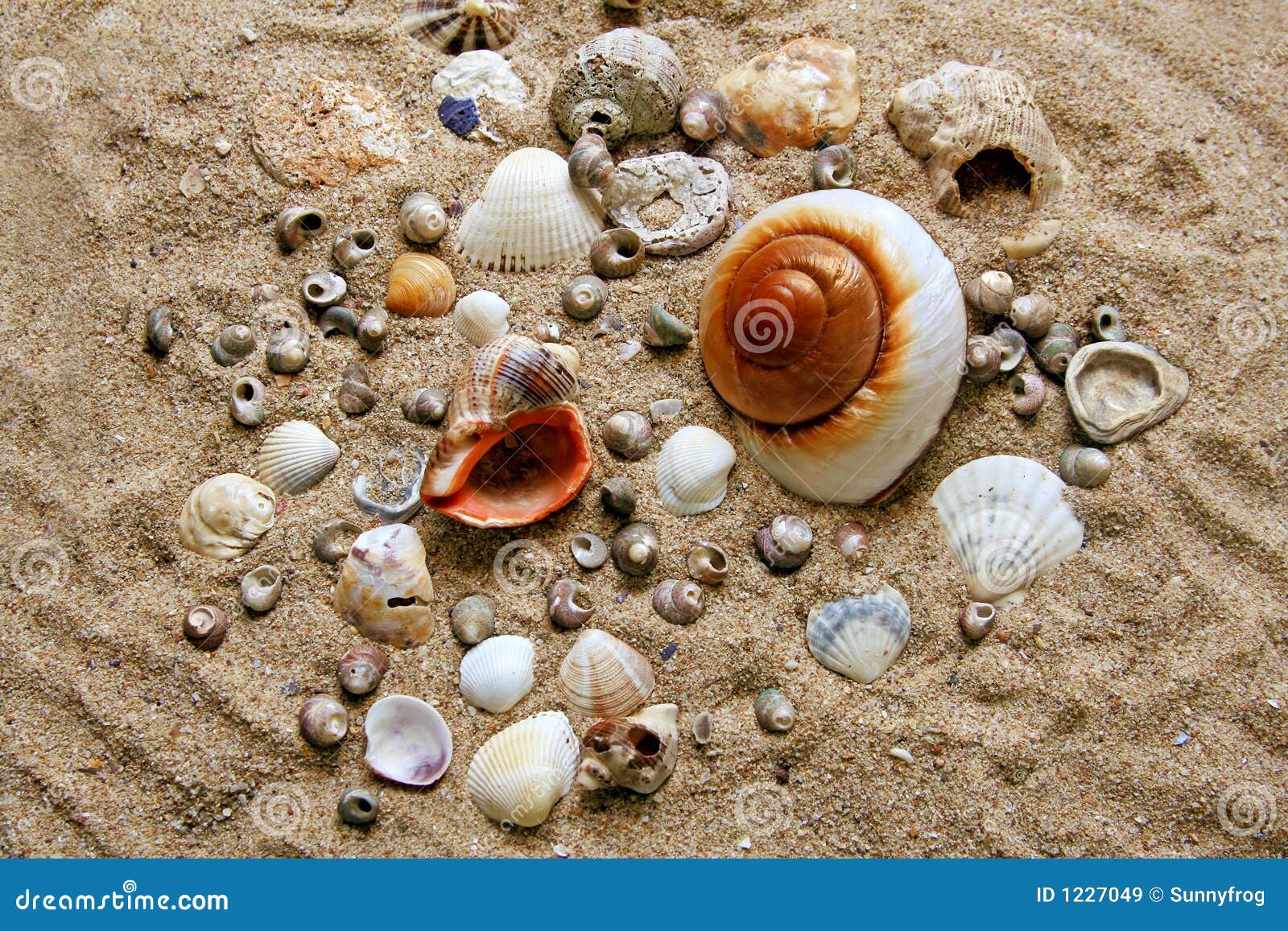 Many shells stock image. Image of small, nature, twist - 1227049
