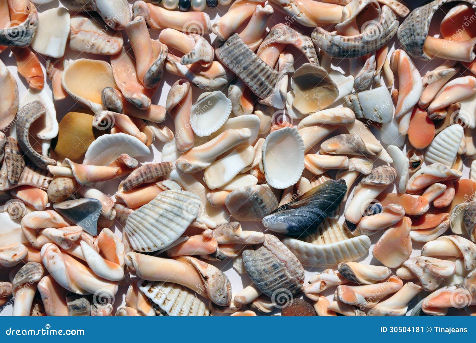 Many shells. stock image. Image of nature, shell, seashells - 30504181
