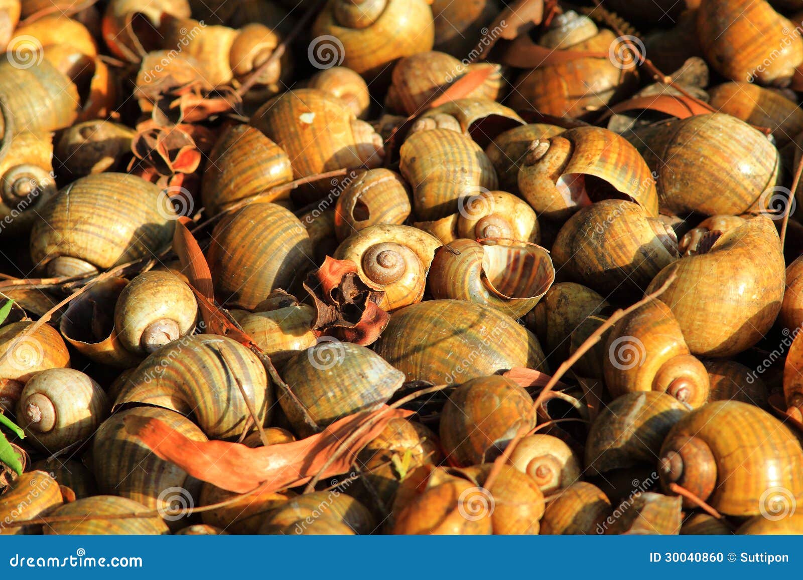 Shells Def Stock Photos - Free & Royalty-Free Stock Photos from Dreamstime