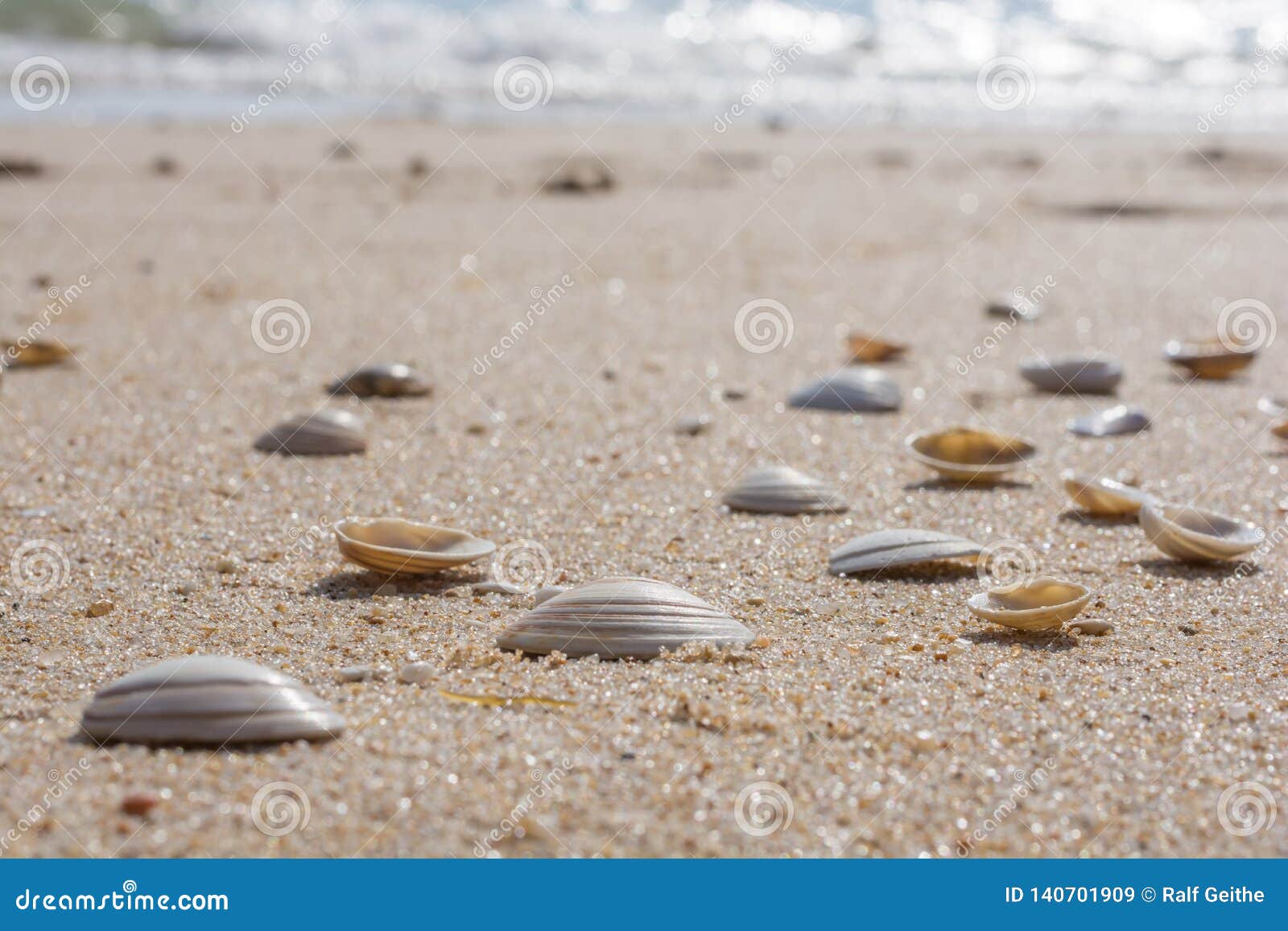 Many Shells on Fine Sandy Beach Stock Image - Image of seashell, sunny ...