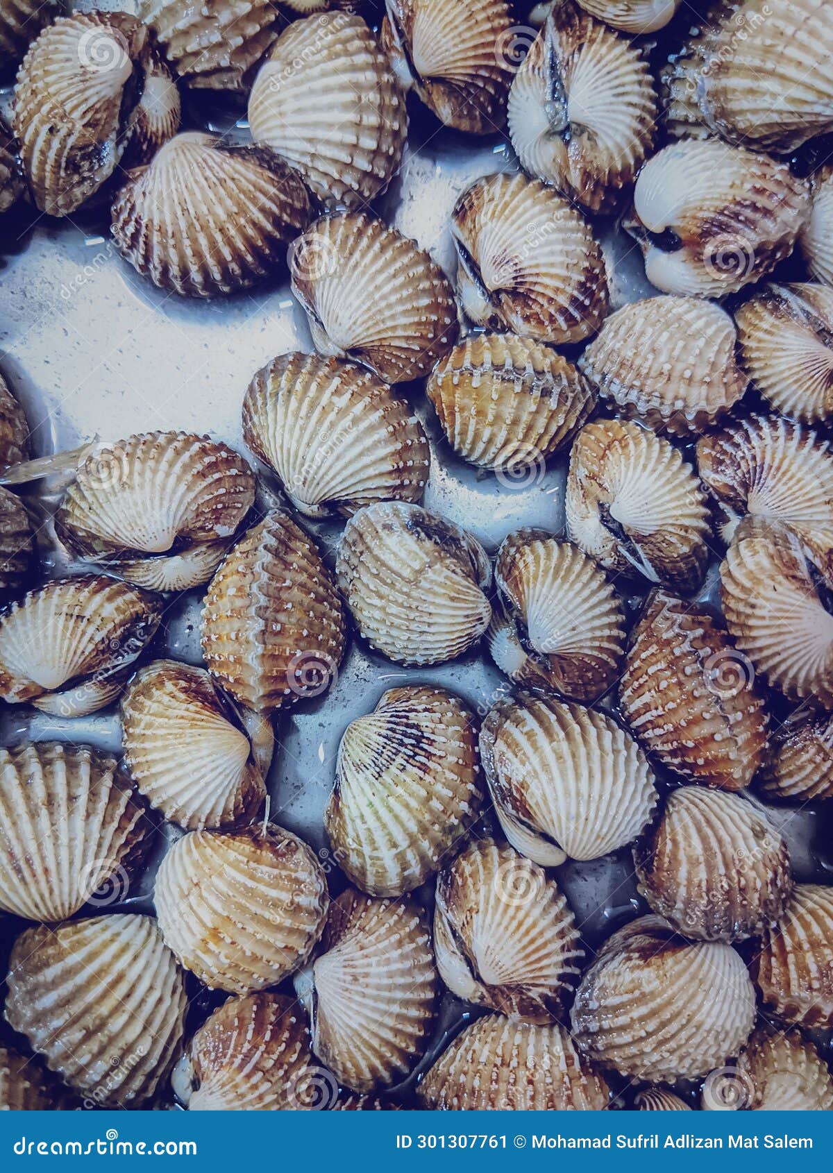 Many Shells On The Ground Form A Uniform Background Royalty-Free Stock ...