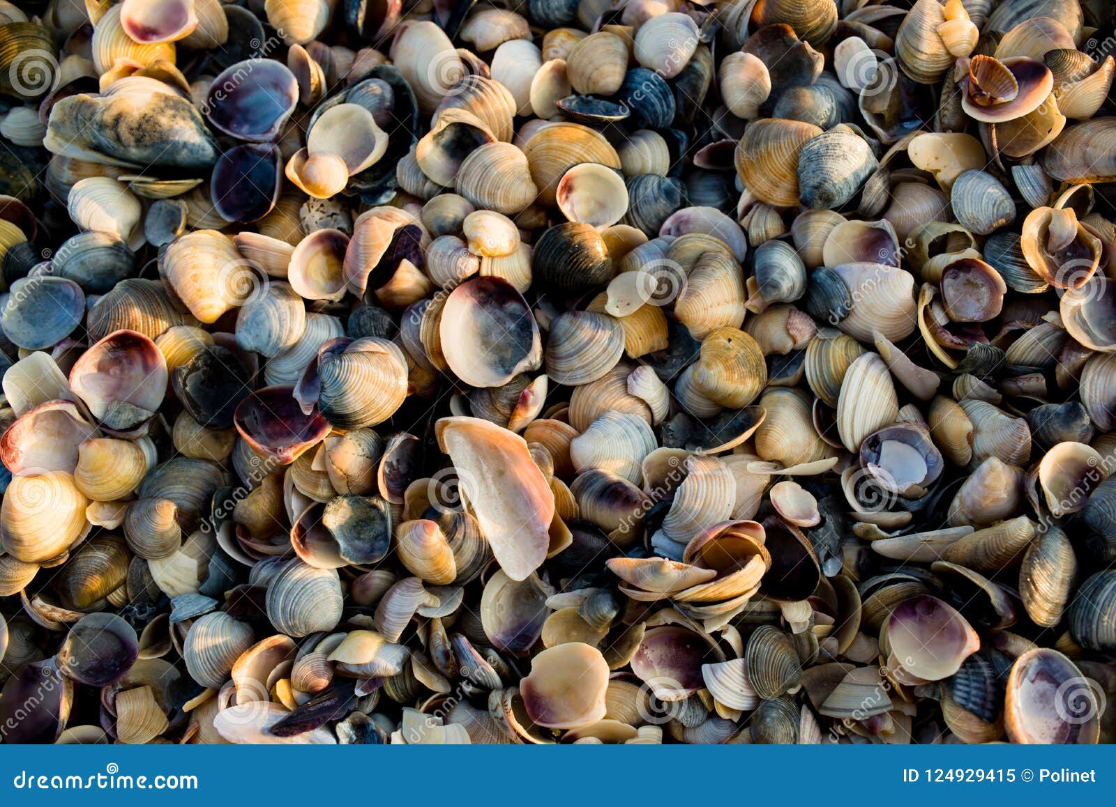 Shells Illuminated by the Sun Stock Image - Image of chaotic, shells ...
