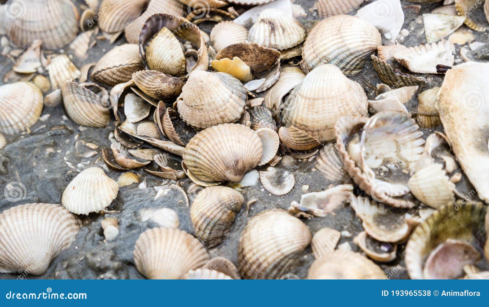Many Shells at the North Sea Stock Photo - Image of baltic, beach ...