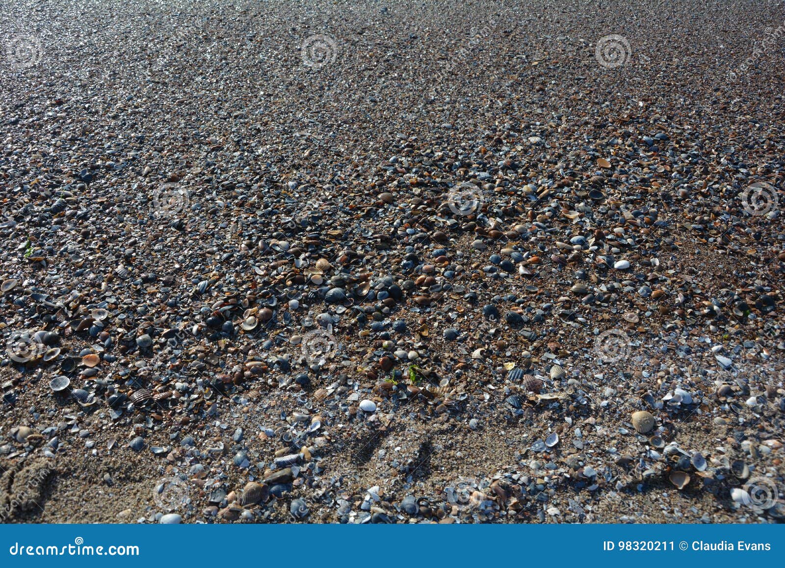 Many Shells on the Sand Beach Stock Image - Image of coast, abstract ...