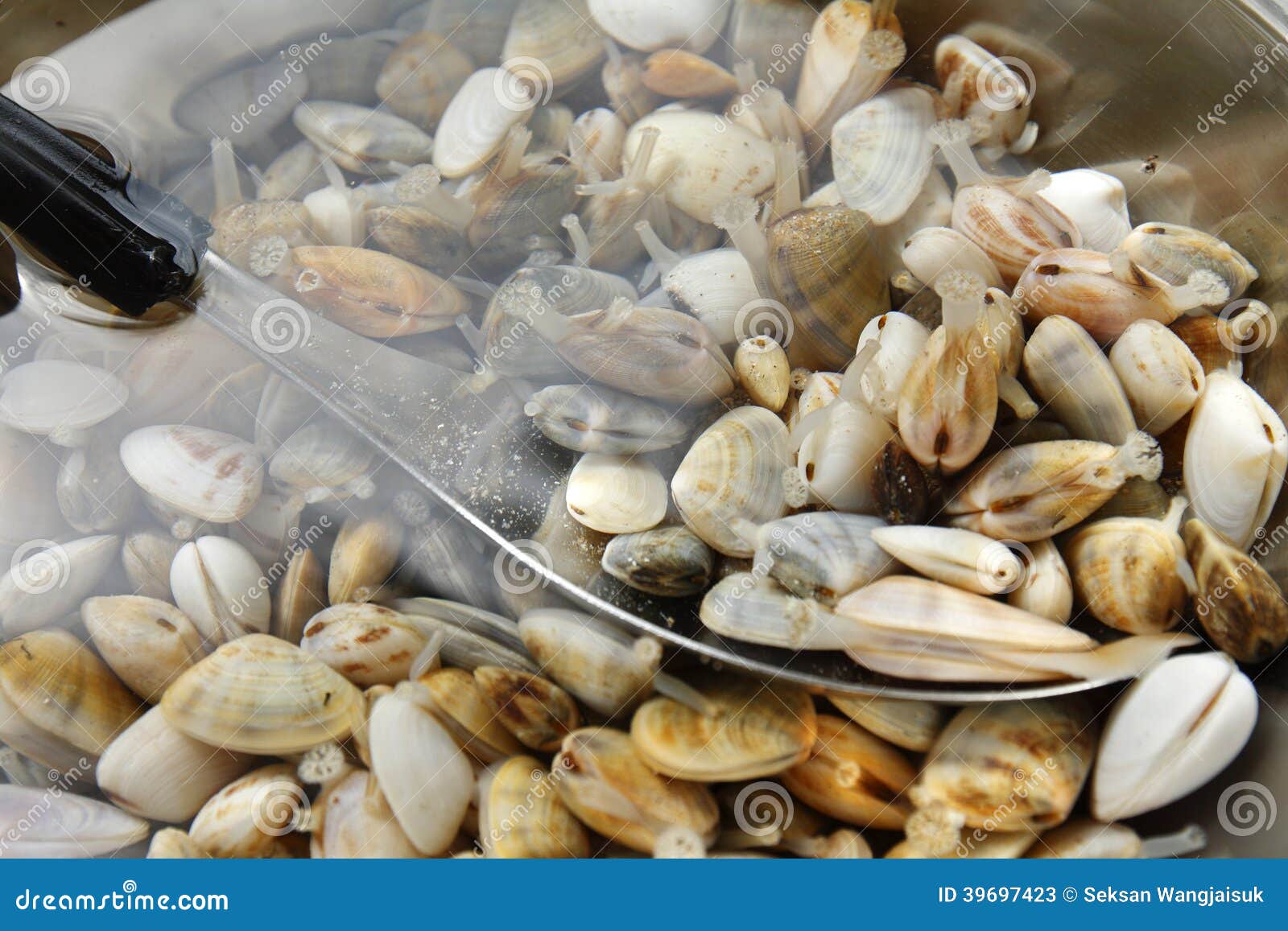 Many shells and water stock image. Image of seafood, taste - 39697423