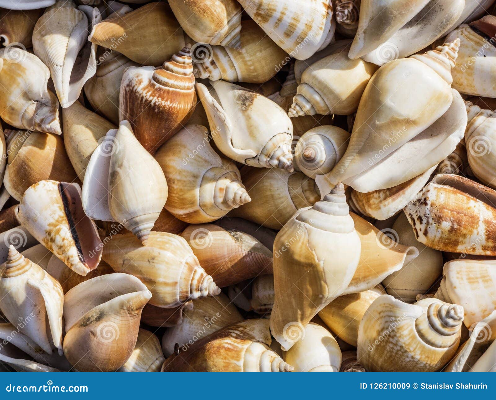 Many Shells White Yellow Close-up Stock Image - Image of animal, spiral ...