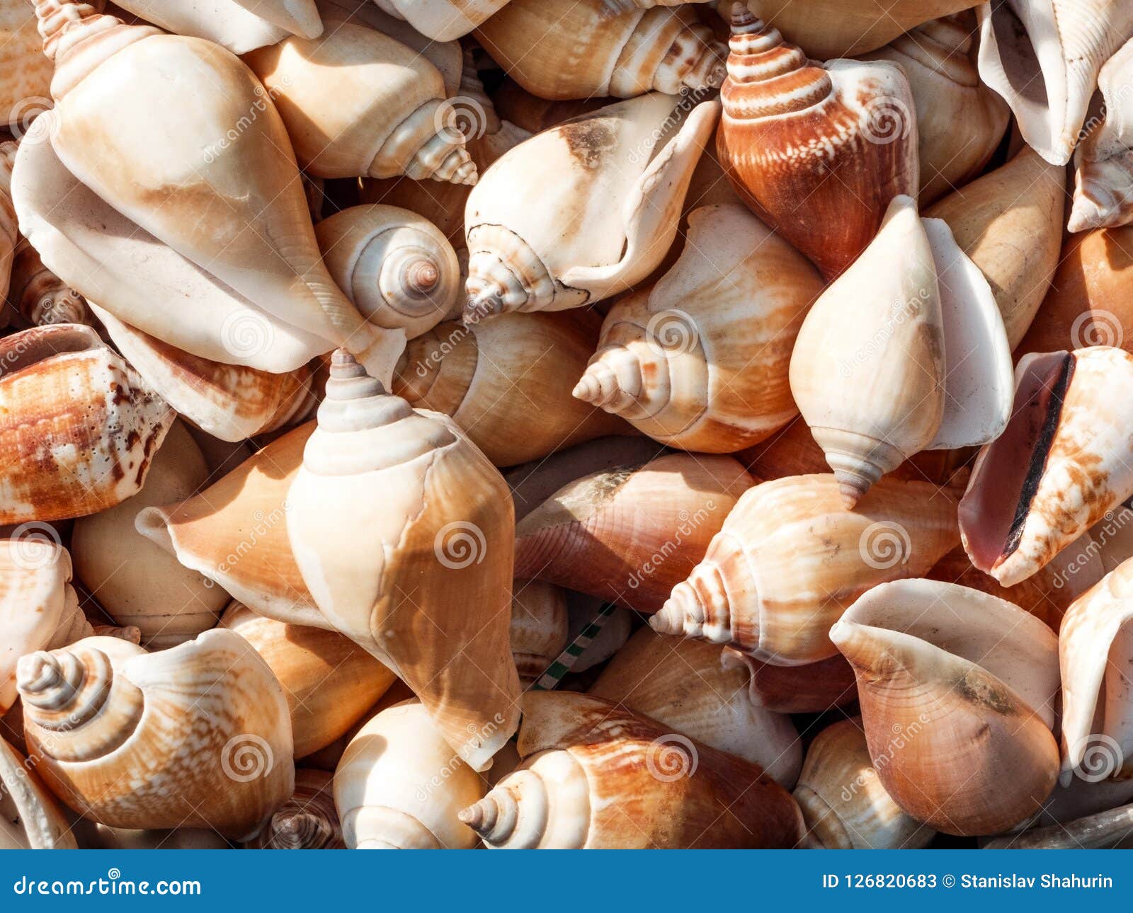 Many Shells White Yellow Close-up Stock Image - Image of natural ...