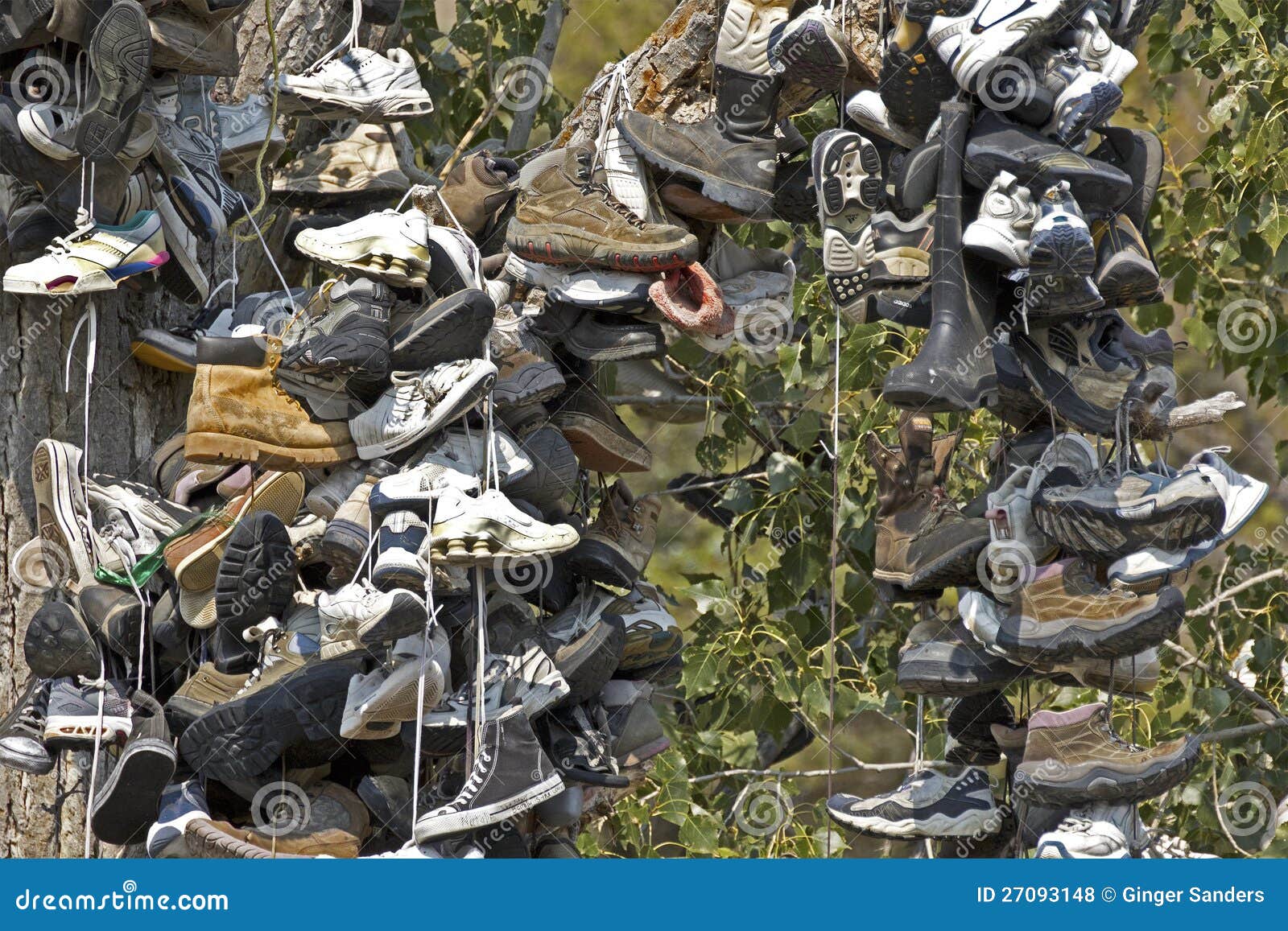 Many Shoes Hanging in Tree stock photo. Image of strange - 27093148