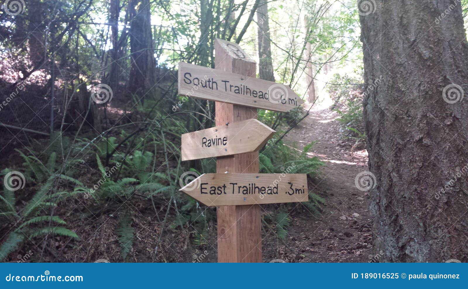Many Signs in the Middle of a Forest Stock Image - Image of woodland ...