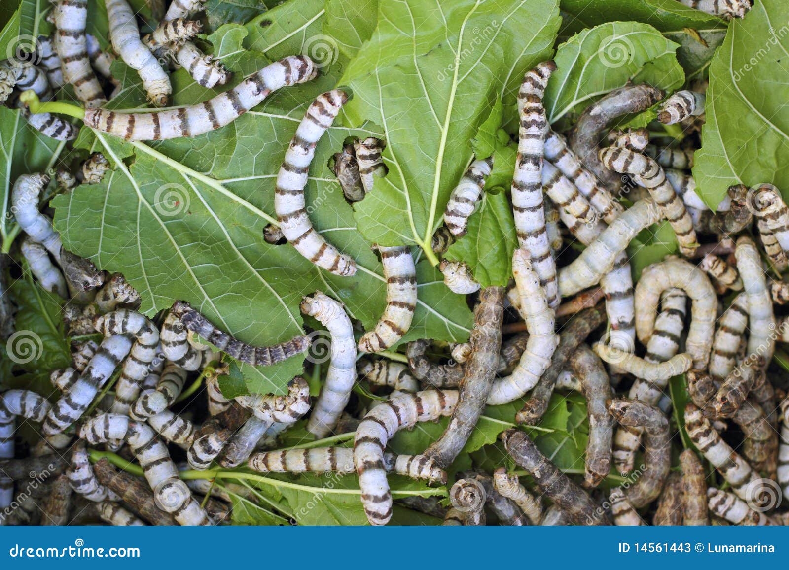 Silkworms With Mulberry Leaves Royalty-Free Stock Image | CartoonDealer ...