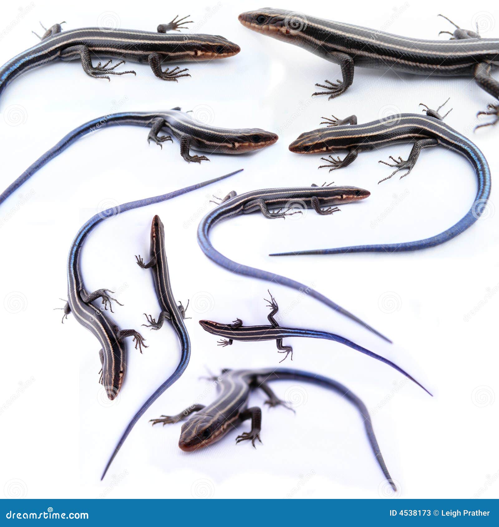 Many skinks isolated stock image. Image of white, collection - 4538173