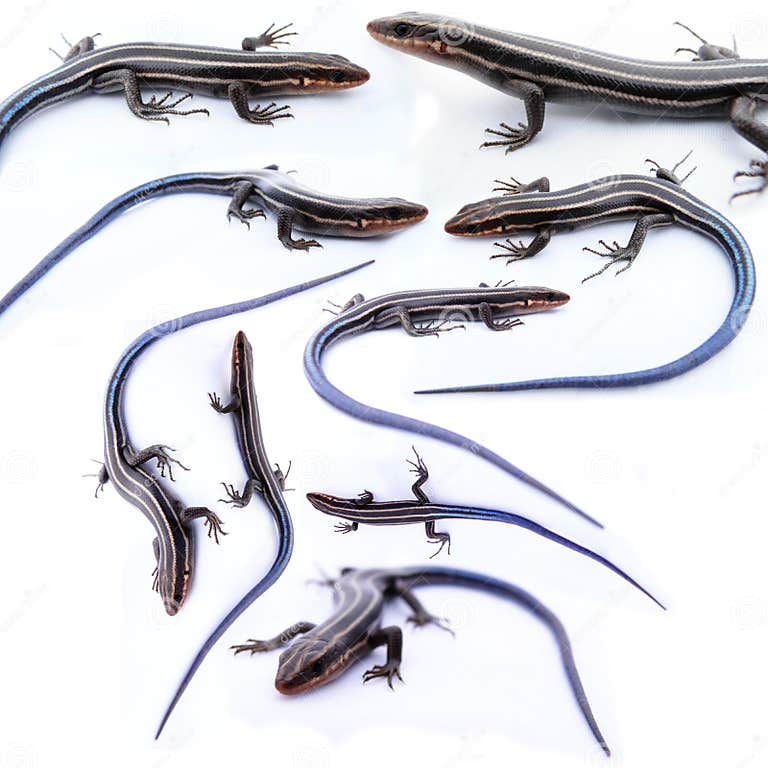 Many skinks isolated stock image. Image of white, collection - 4538173