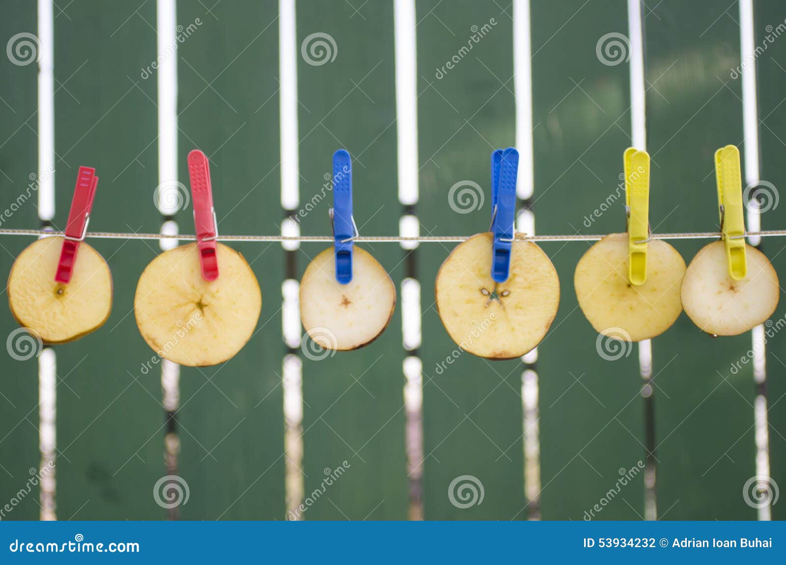 Many Slices of Apples Hang on the Rope Stock Photo - Image of ...