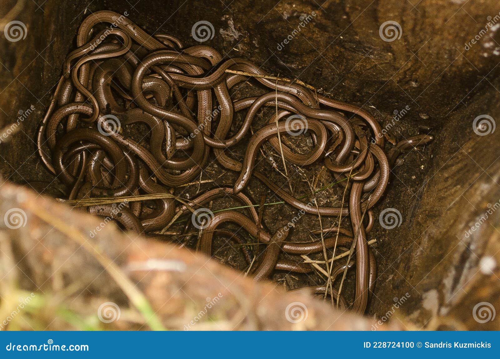 Many Slow Worms Have Fallen into the Pit Stock Photo - Image of animals ...