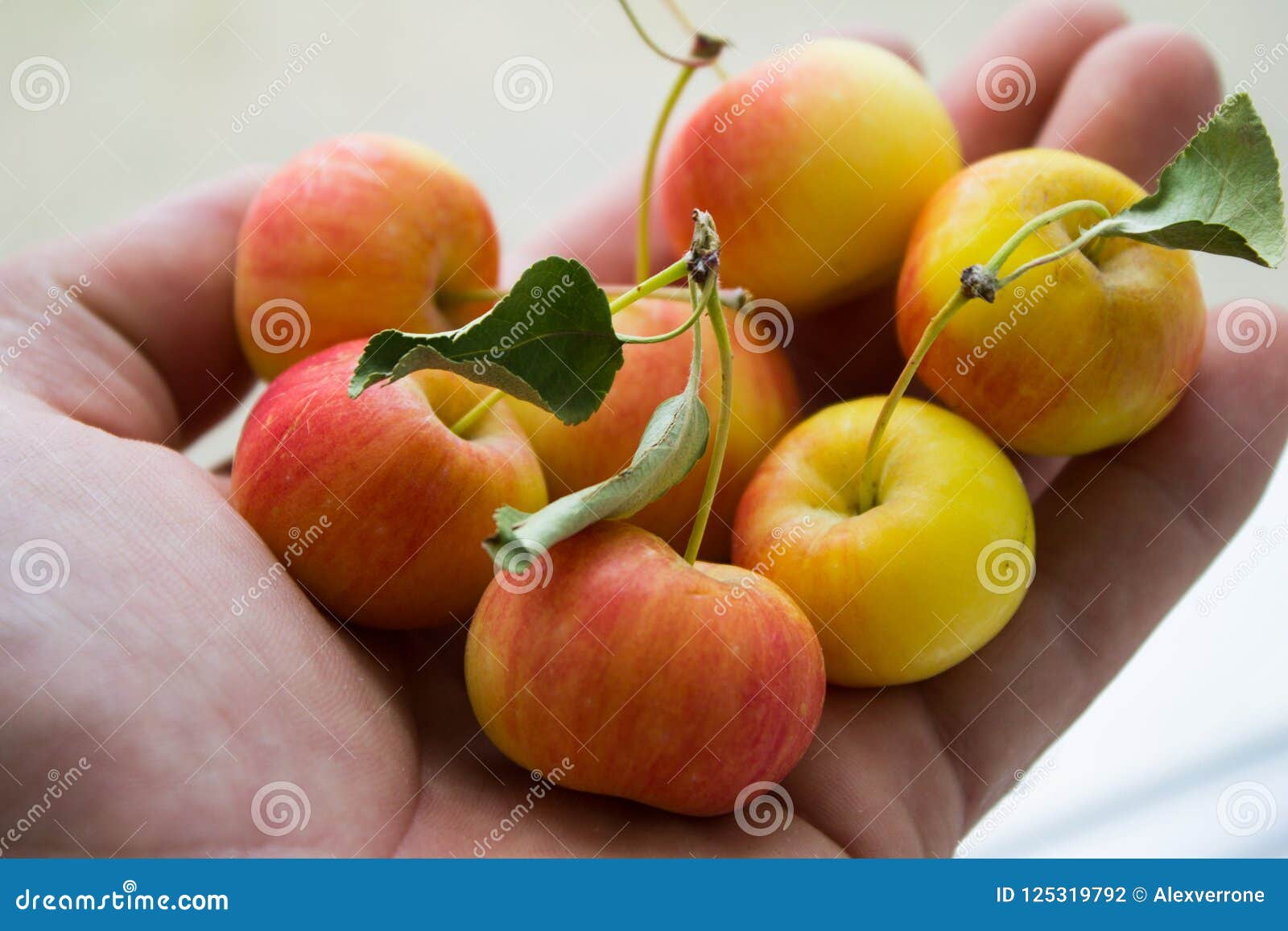 Many small apples in hand stock photo. Image of coworker - 125319792