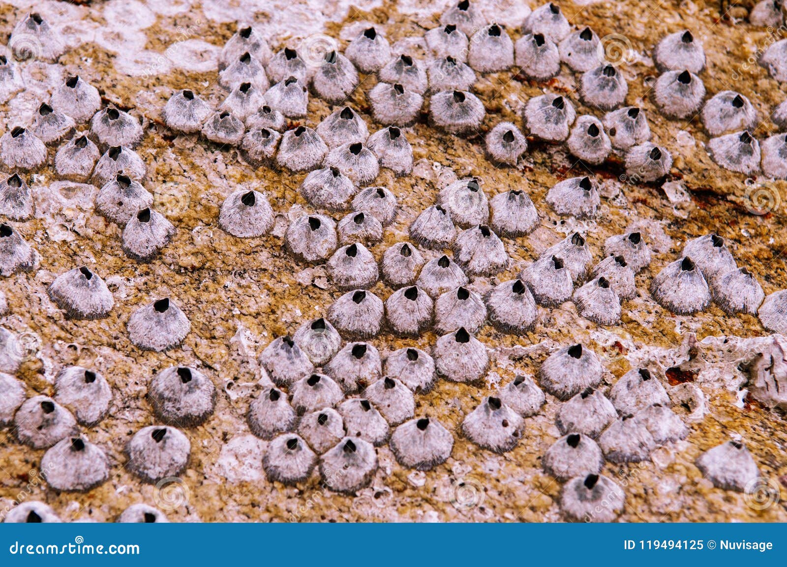 Small Barnacles Shell Attached on Sea Stone Close Up Details Stock ...