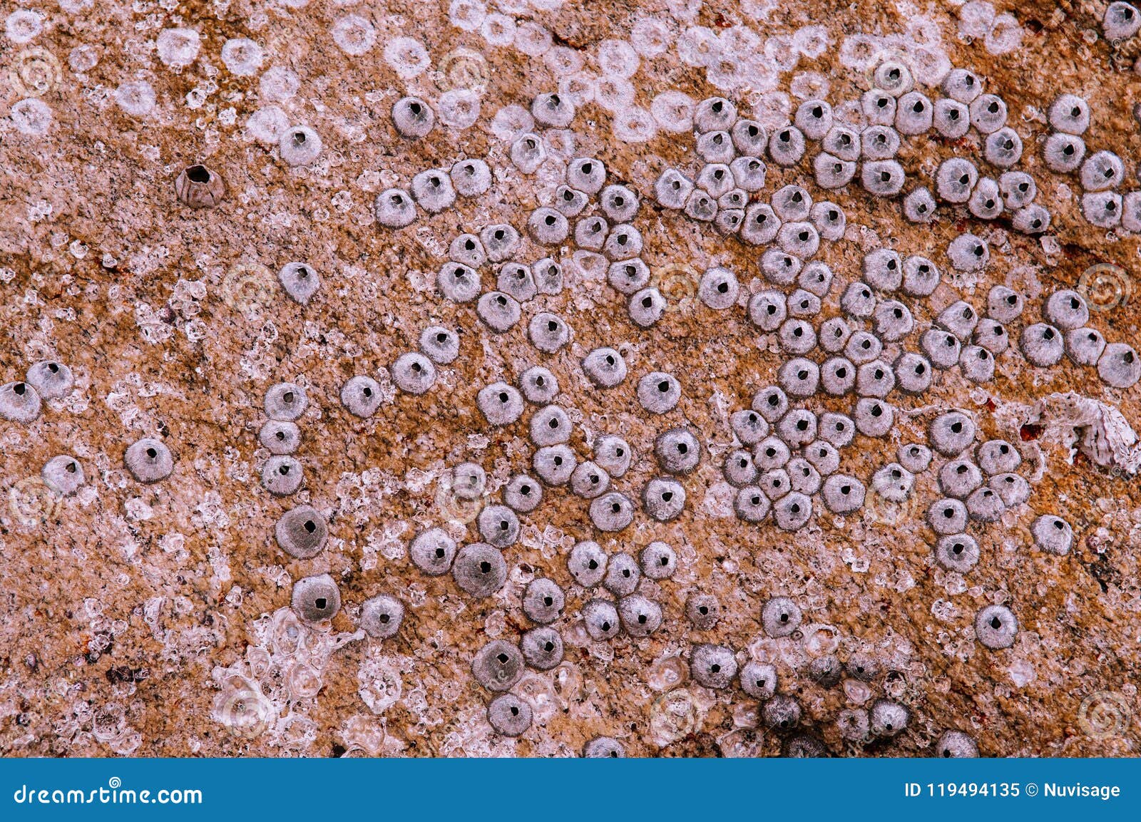 Small Barnacles Shell Attached on Sea Stone Close Up Details Stock ...