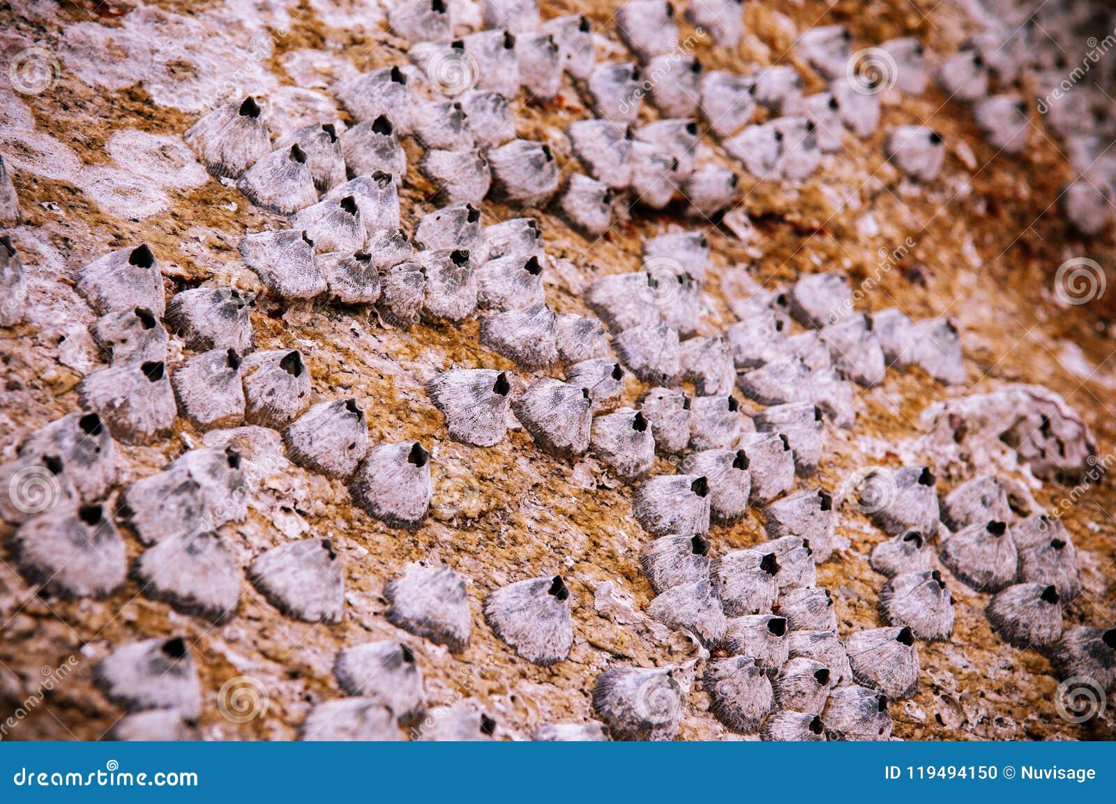 Small Barnacles Shell Attached on Sea Stone Close Up Details Stock ...