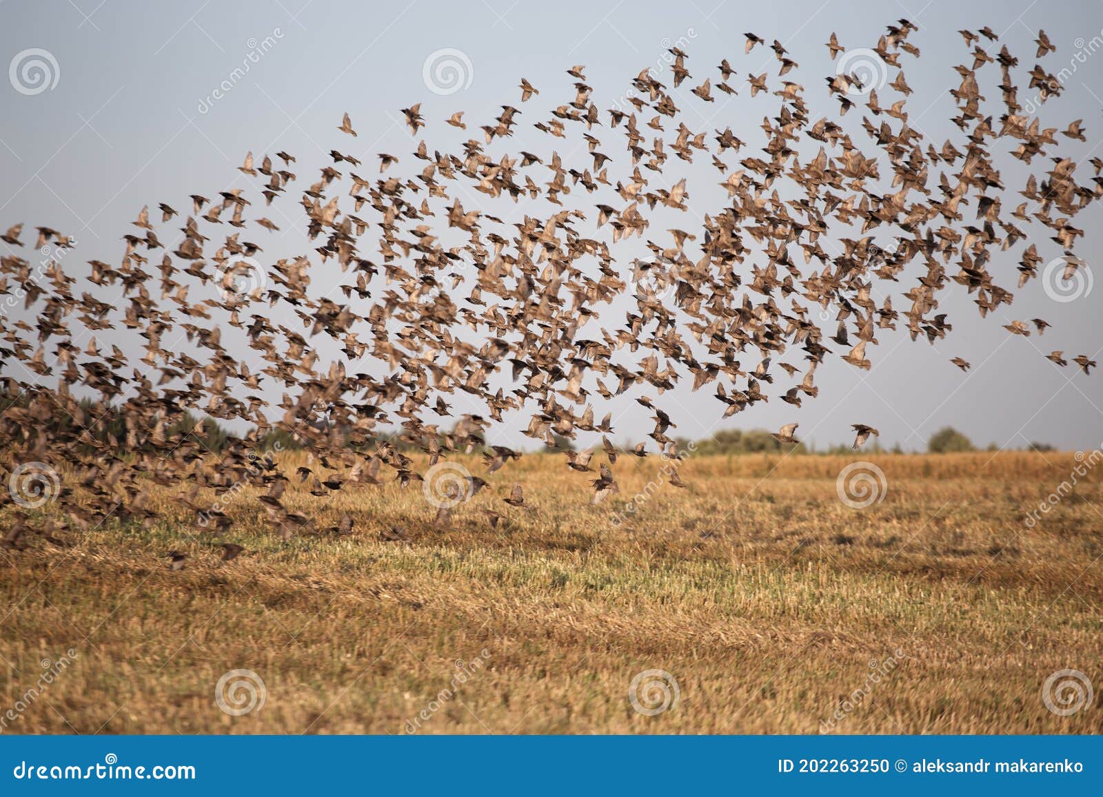 Many Small Birds Fly Over the Field Stock Photo - Image of mood, blue ...