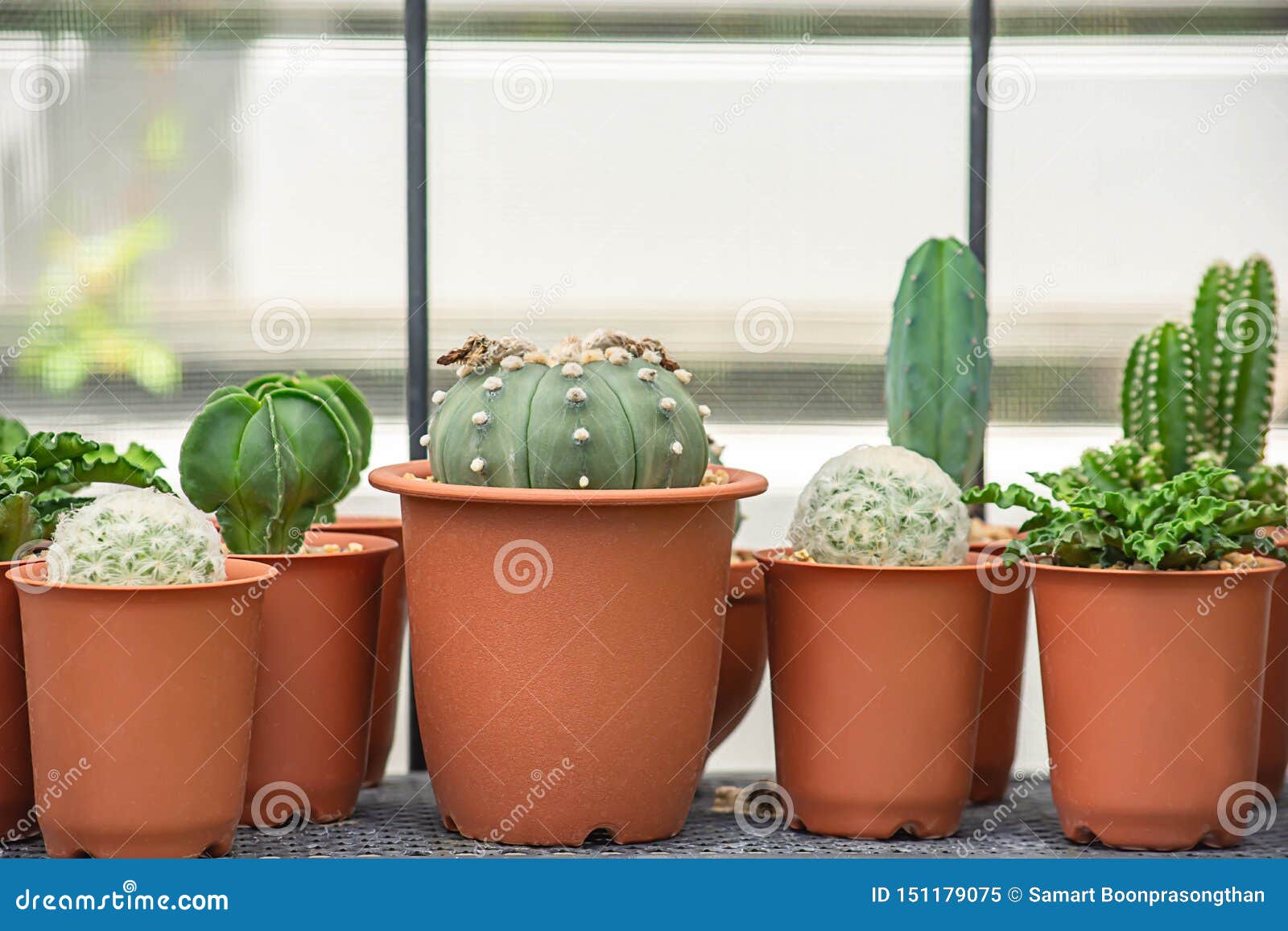 Many Small Cactus for Decorative Plant on Table Stock Image - Image of ...
