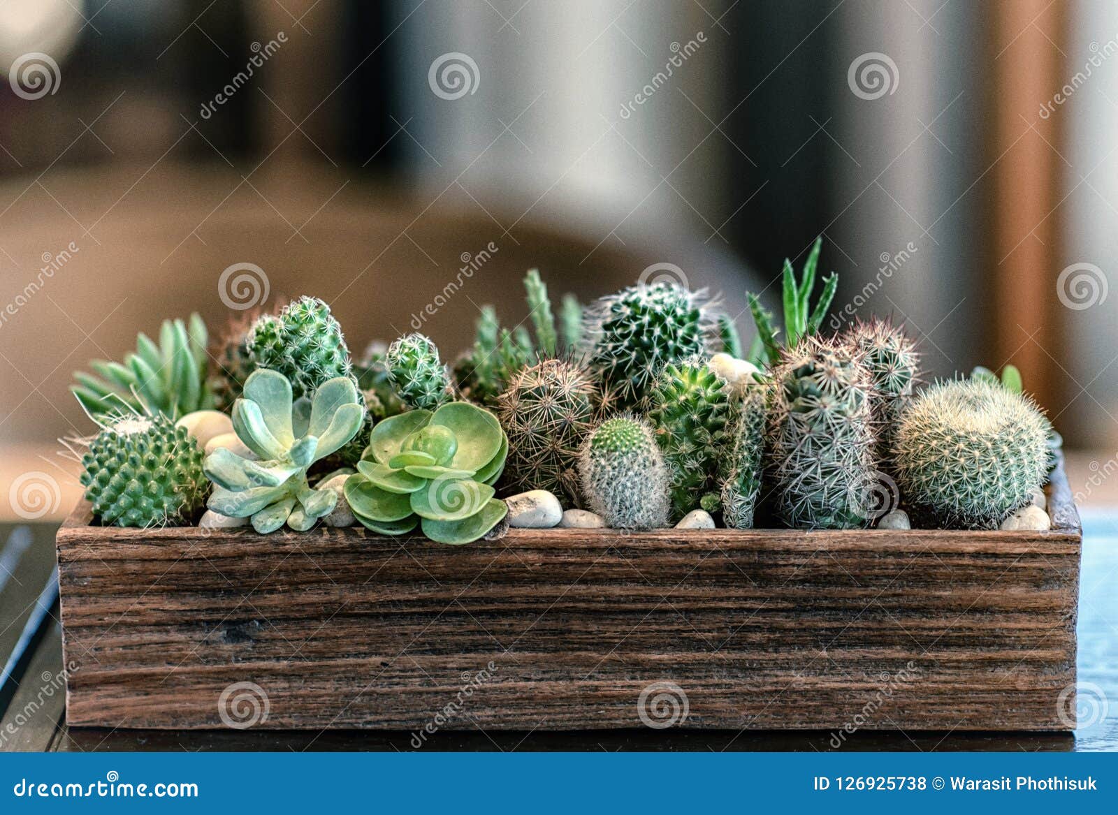 Many Small Cactus in Different Shape Stock Photo - Image of botany ...
