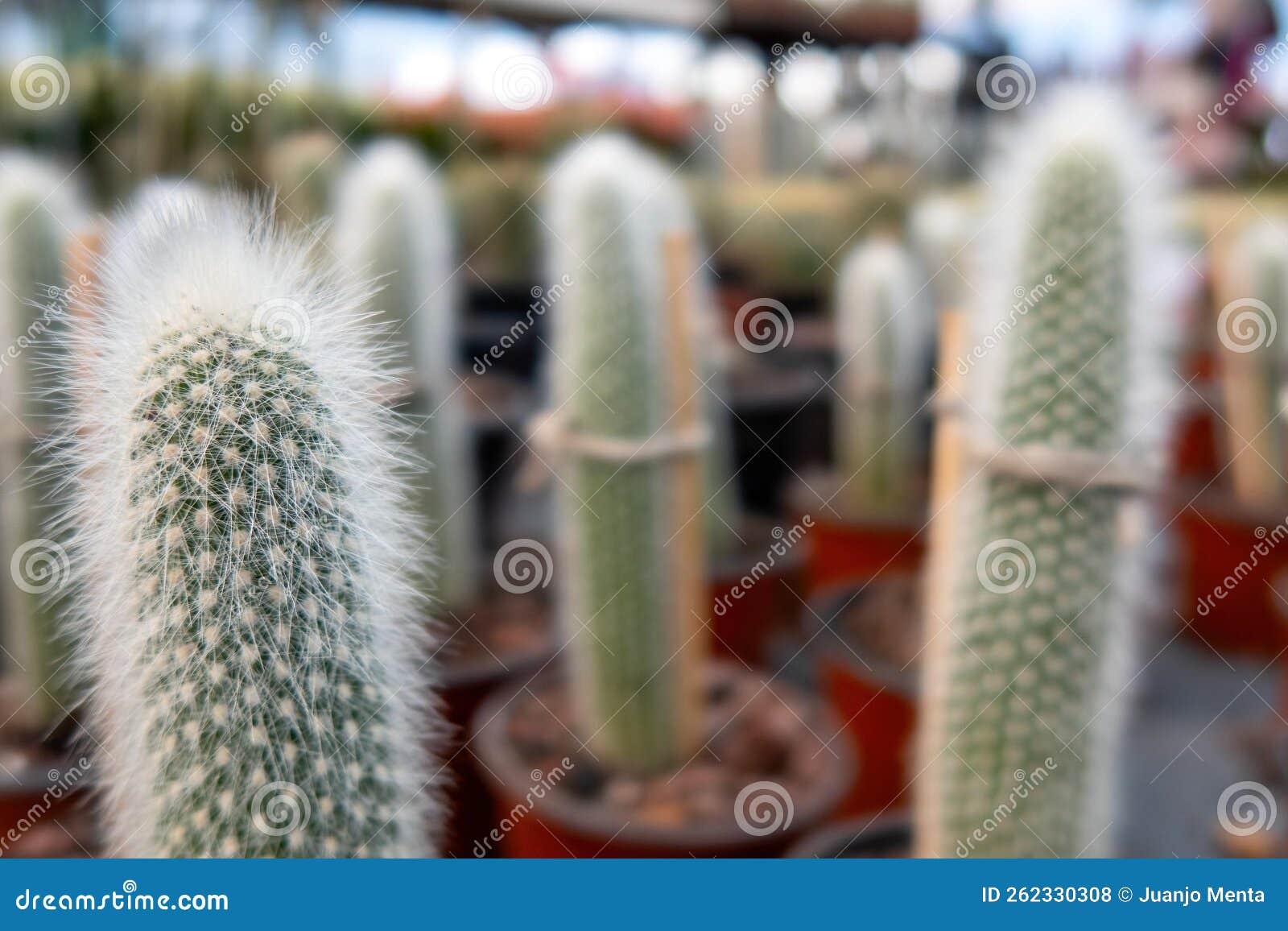 Many Small Cactus Plants - Potted Cacti Plant Collection Stock Photo ...