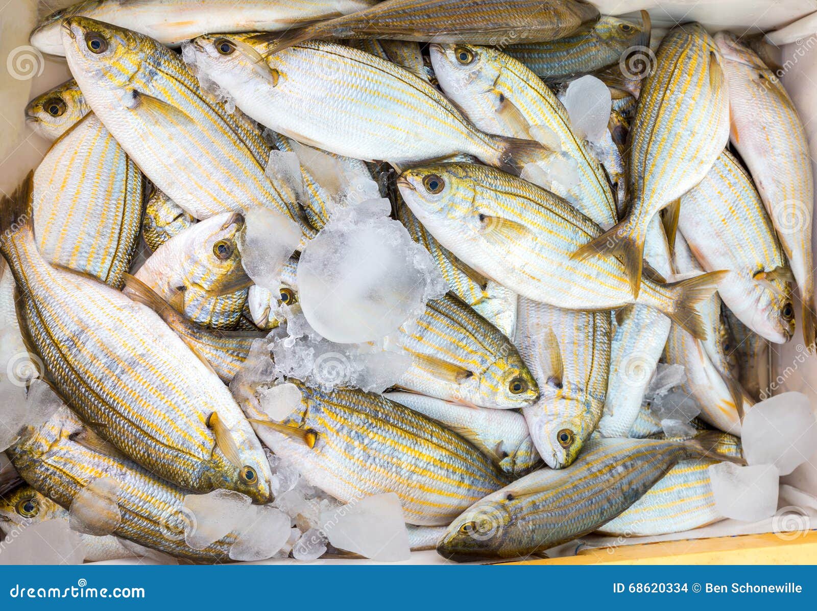 Many Small Caught Dead Fish with Ice on Market Stock Photo - Image of ...