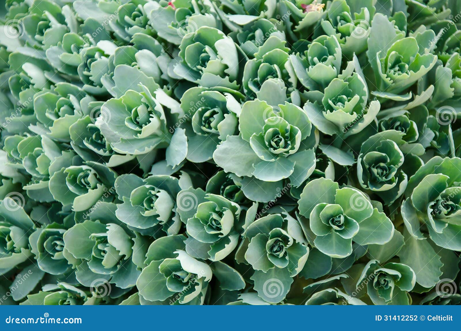 Many Small Clusters of Succulent Leaves Stock Photo - Image of cluster ...