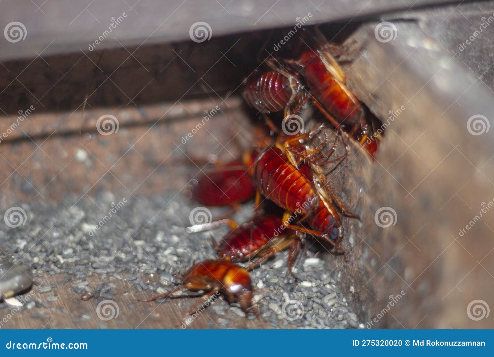 Cockroaches Inside The Wardrobe Gnawing Clothes, Insects In The House ...